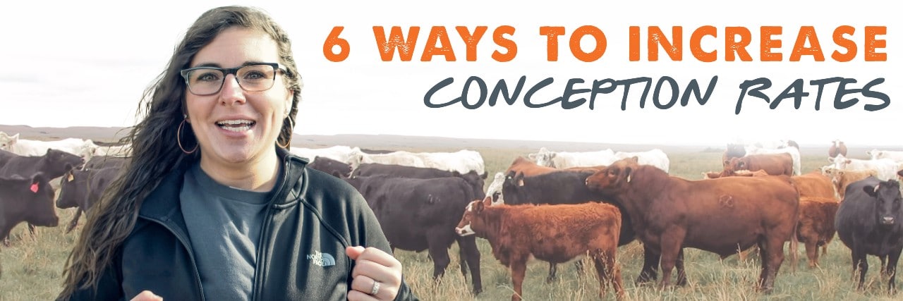 6 Ways to Improve Cow Conception Rates [Article + Video] - Riomax® 360